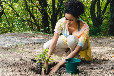 ¿Qué es la reforestación? | 2024