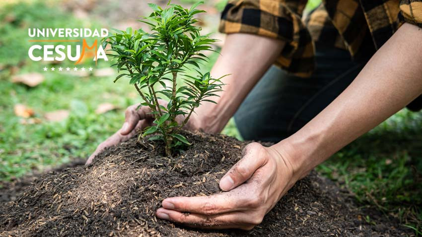 ¿Qué es la reforestación?